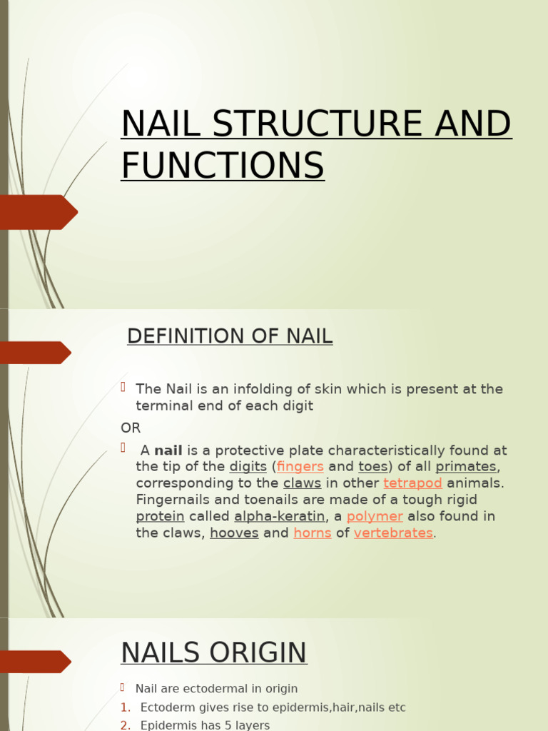 Nail Structure and Functions | PDF