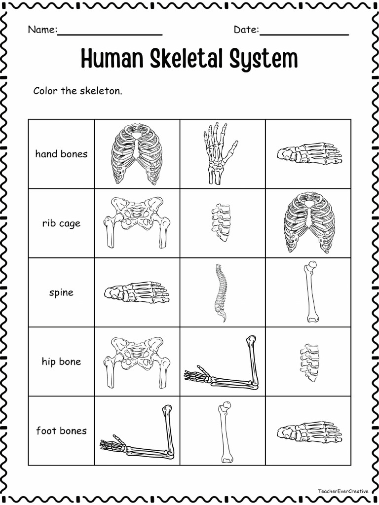 HumanSkeletalSystemWorksheetIdentifyHumanSkeletonActivityFREEBIES 1 | PDF