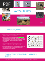 One Leg Bird Meme - Google Search | PDF