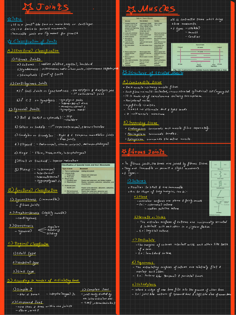 Joints N Muscles | PDF