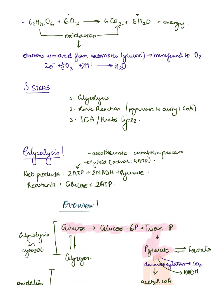 Glycolysis and Link Reaction | PDF