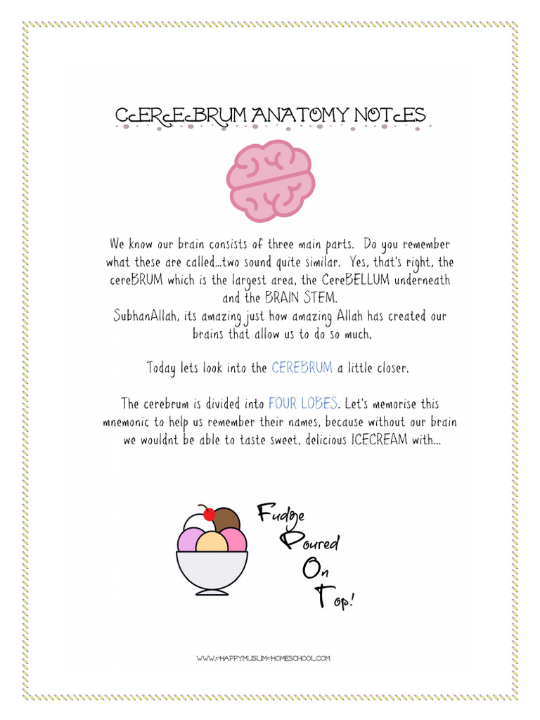 Cerebrum Lapbook Notes | PDF