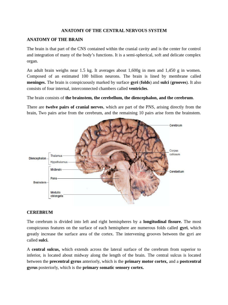 Corticonuclear Tract Overview | PDF | Vertebral Column | Brainstem