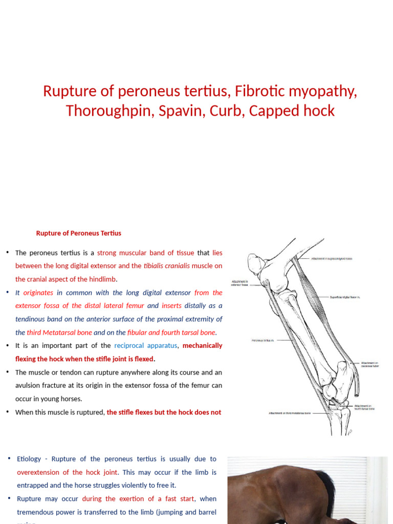 Lameness Various Conditions | PDF | Musculoskeletal System