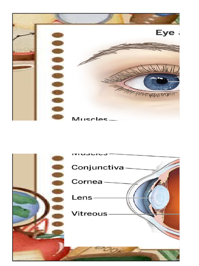 Parts of The Eyes | PDF