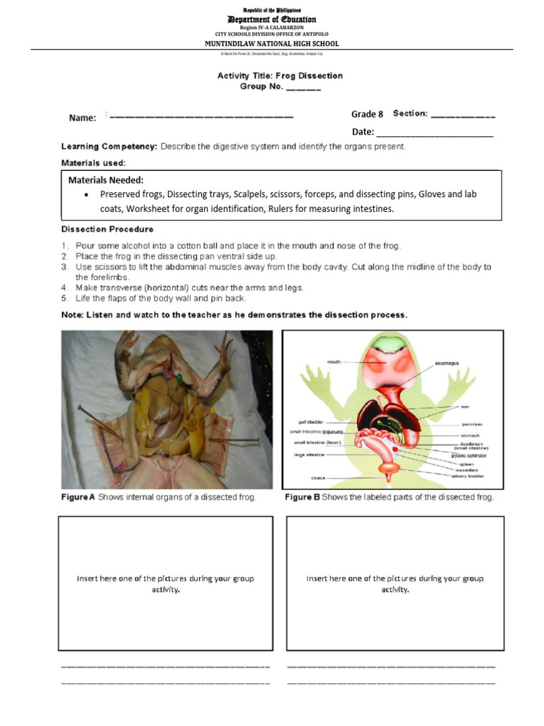Output No.1 Frog Dissection Modified | PDF | Small Intestine | Stomach