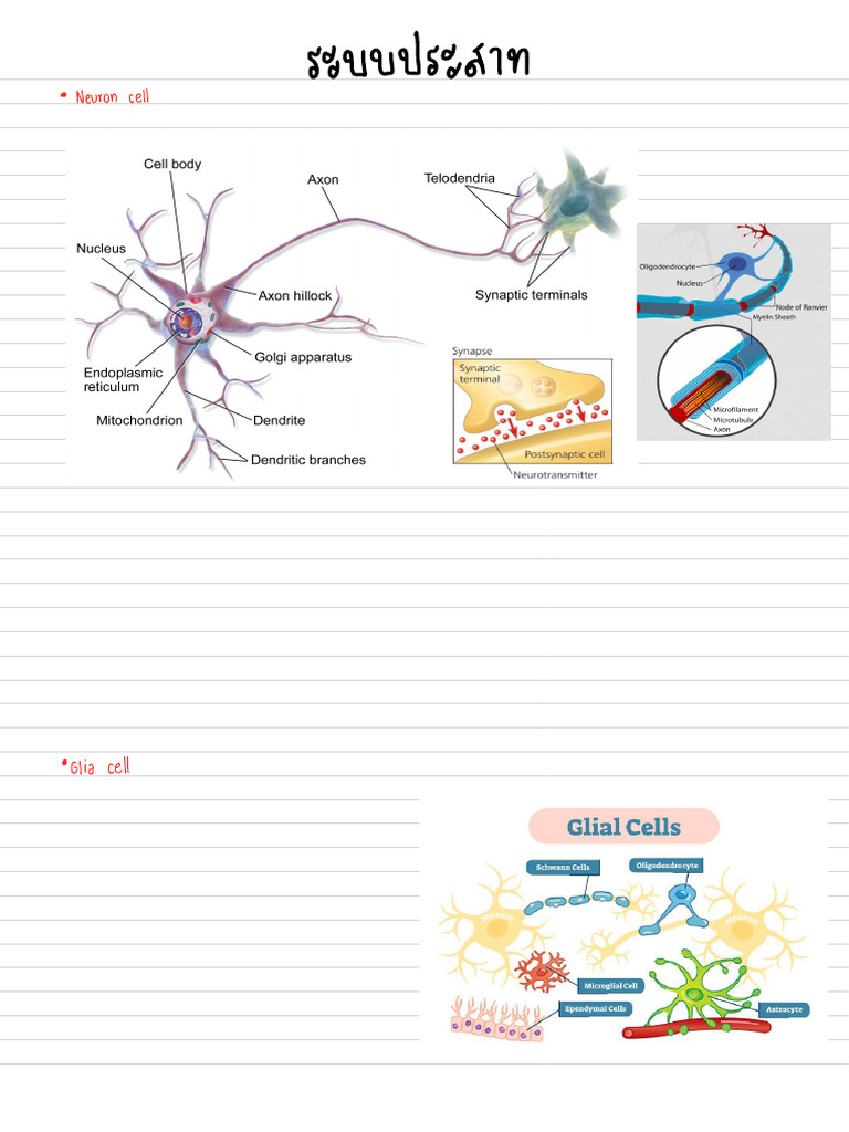 Nervous System & Endocrine System | PDF