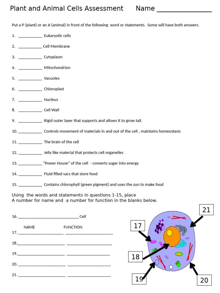 5 Evaluation - Plant and Animal Cells Assessment | PDF | Cell (Biology ...