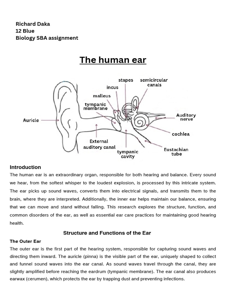 Richard Daka Bio Research | PDF | Ear | Hearing