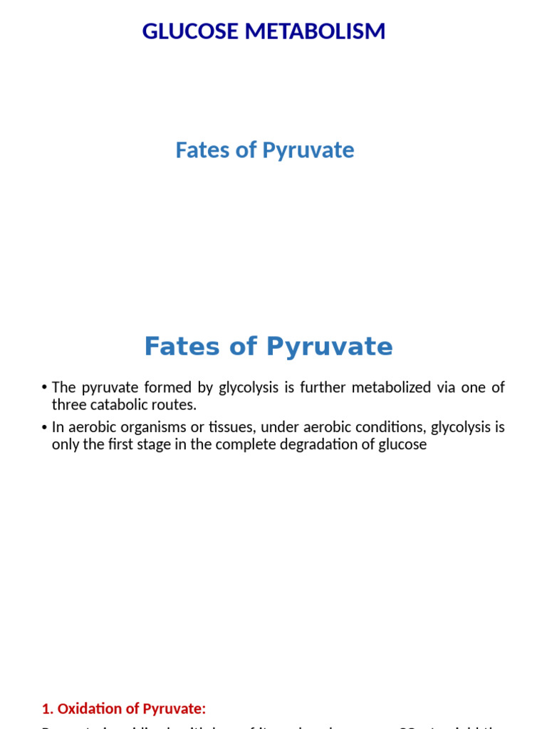 Lecture - 26 - Fates of Pyruvate | PDF