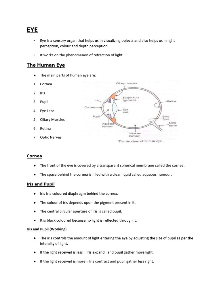 Human Eye and Colourful World Notes | PDF | Eye | Sunset
