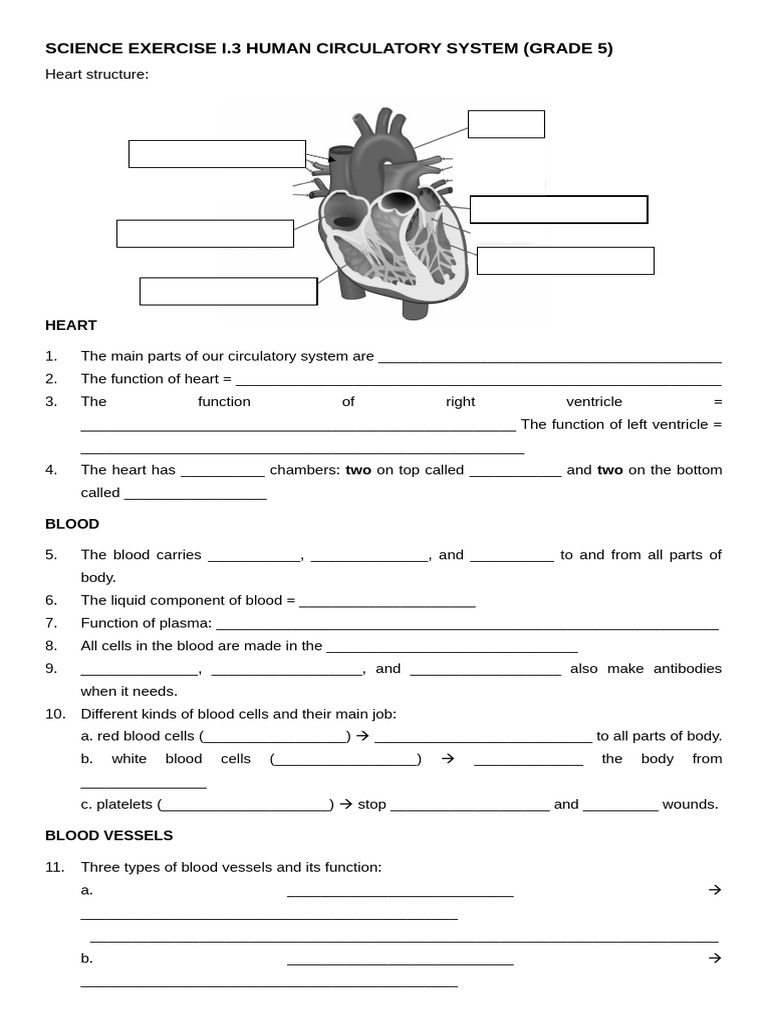 Grade 5 Human Circulatory System Guide | PDF | Circulatory System | Heart