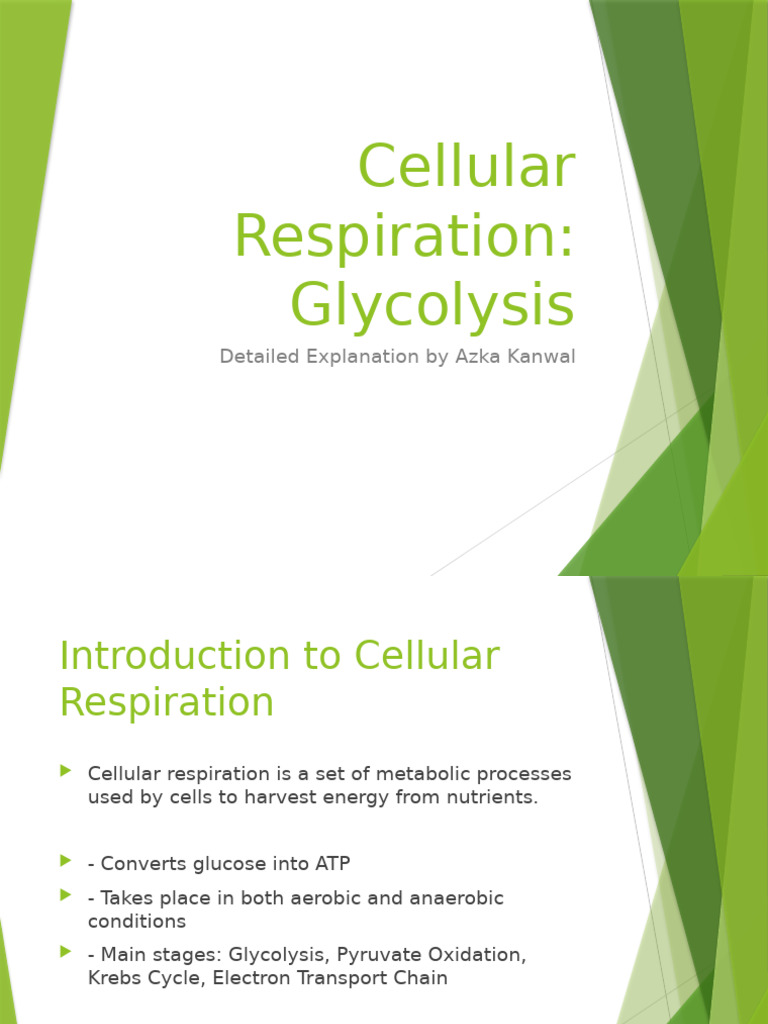 Cellular Respiration Glycolysis | PDF | Glycolysis | Cellular Respiration