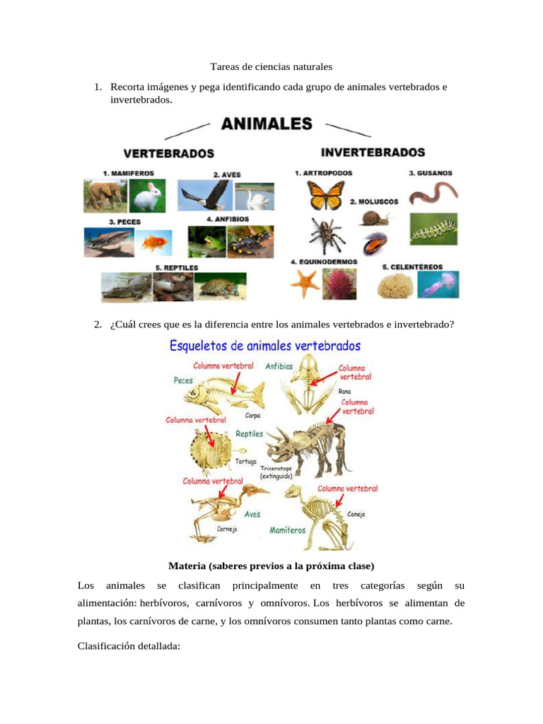 Clasificación de Animales y Verbos | PDF | Carne | Zoología