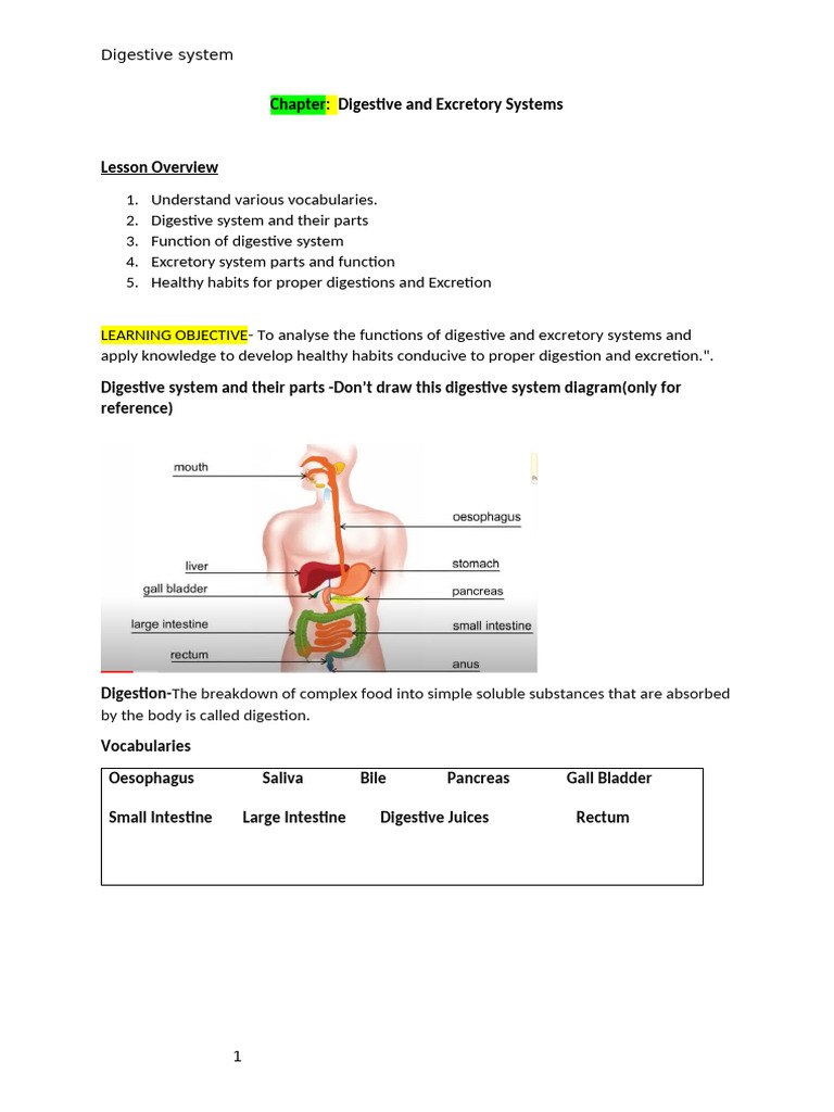Digestive and Excretory Systems Overview | PDF | Digestion | Human ...