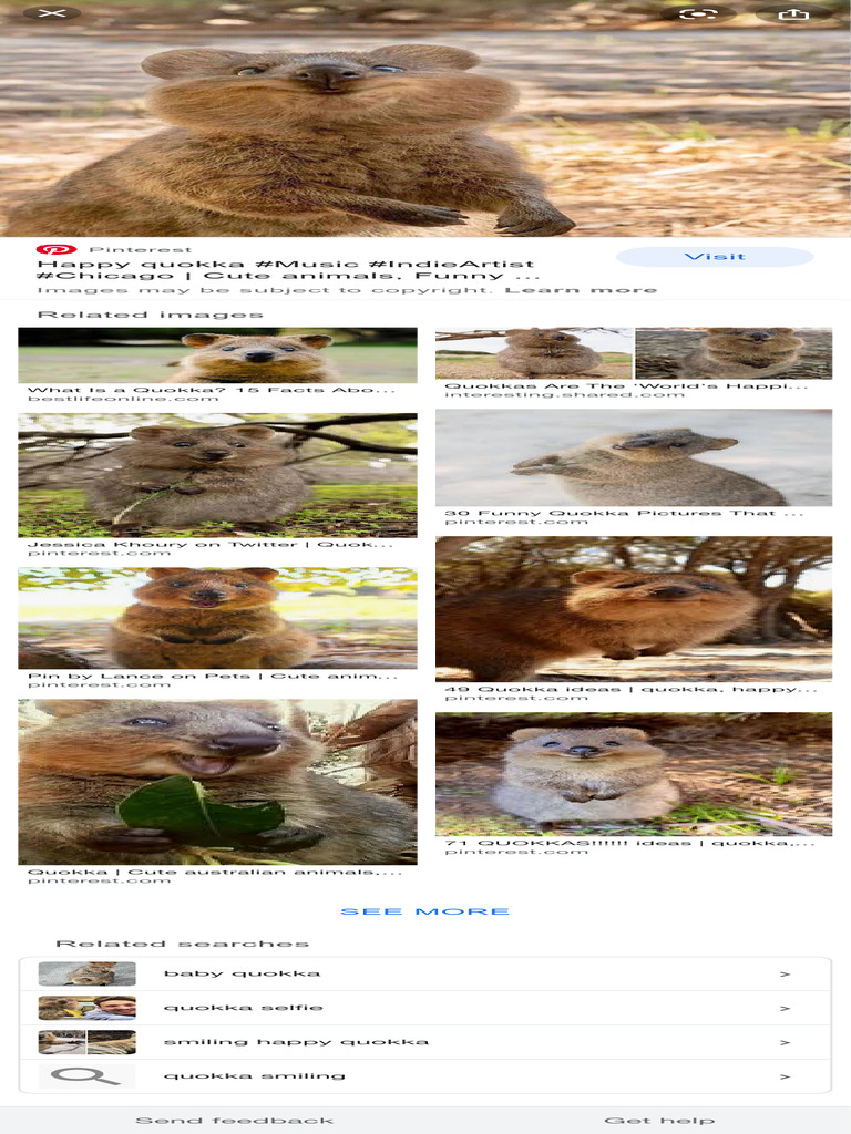 Quokka Jokes and Fun Facts | PDF