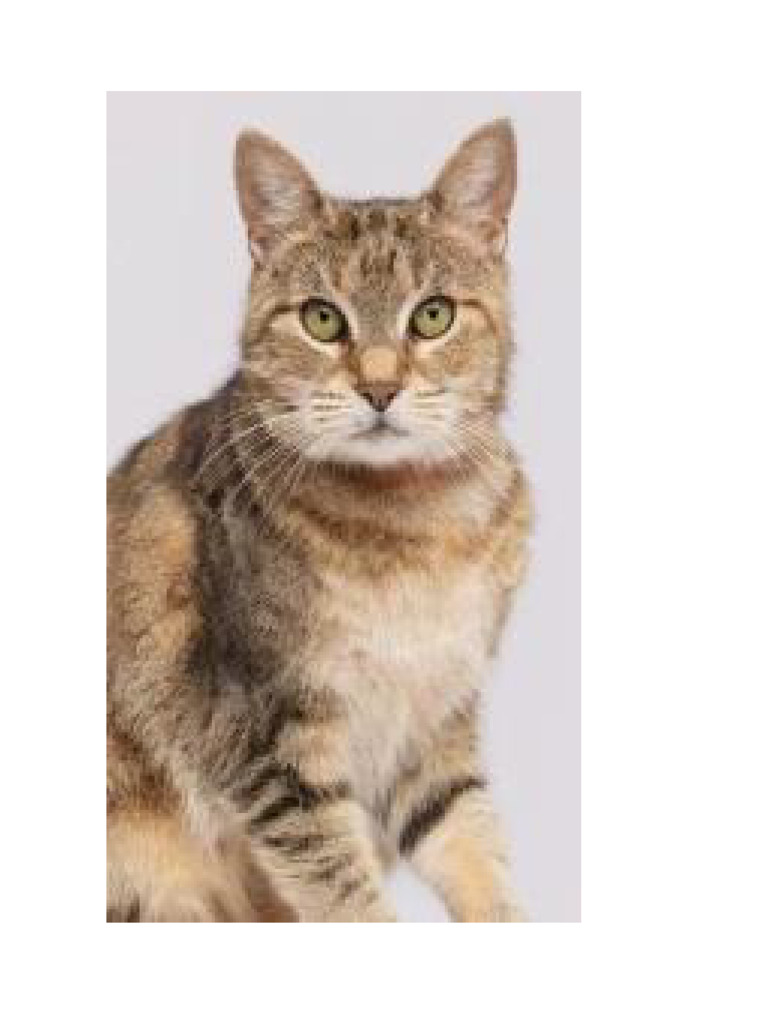 Gato | PDF