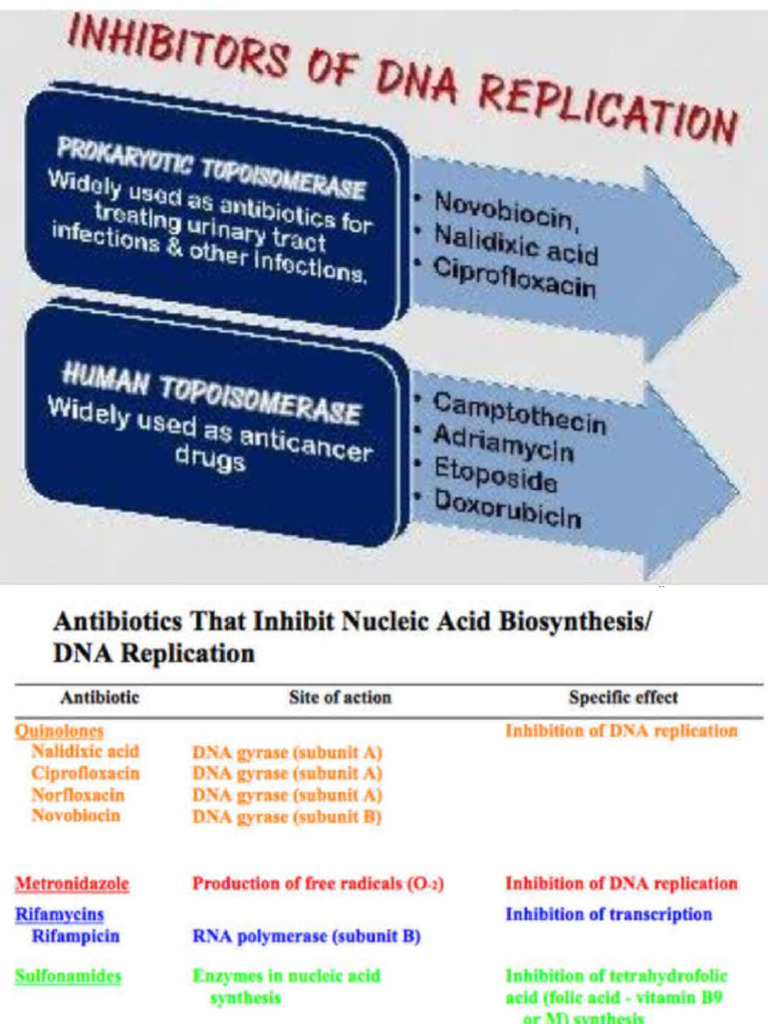 Inhibitors of DNA Replication | PDF