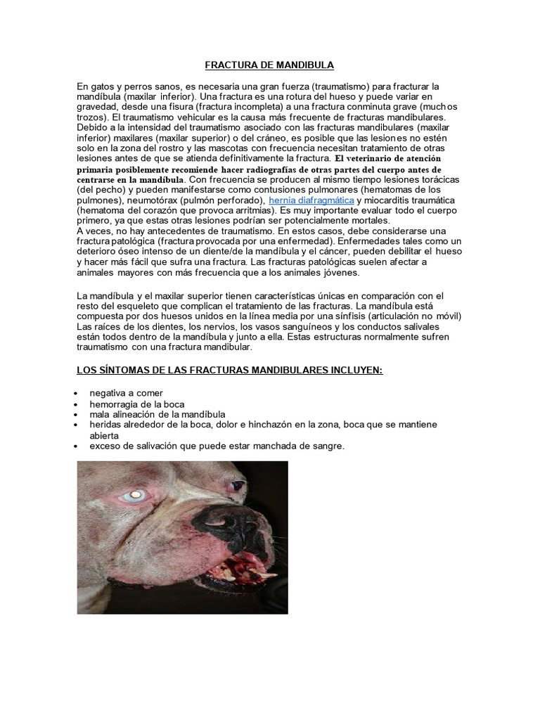 Fractura de Mandíbula en Perros | PDF | Hueso | Odontología