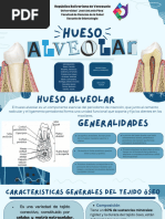 Proceso Alveolar | PDF | Hueso | Anatomía