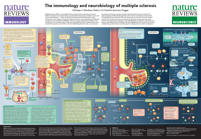 The Immunology and Neurobiology of Multiple Sclerosis | PDF | Myelin ...