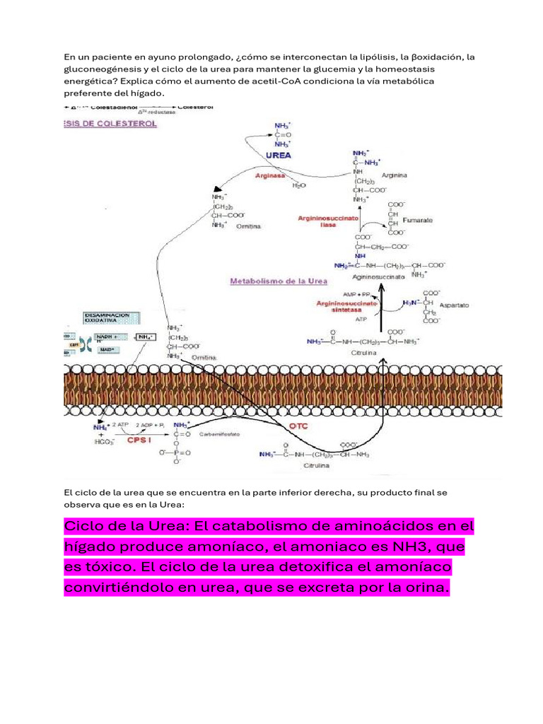 Bioqui Mapa | PDF | Triglicéridos | Metabolismo