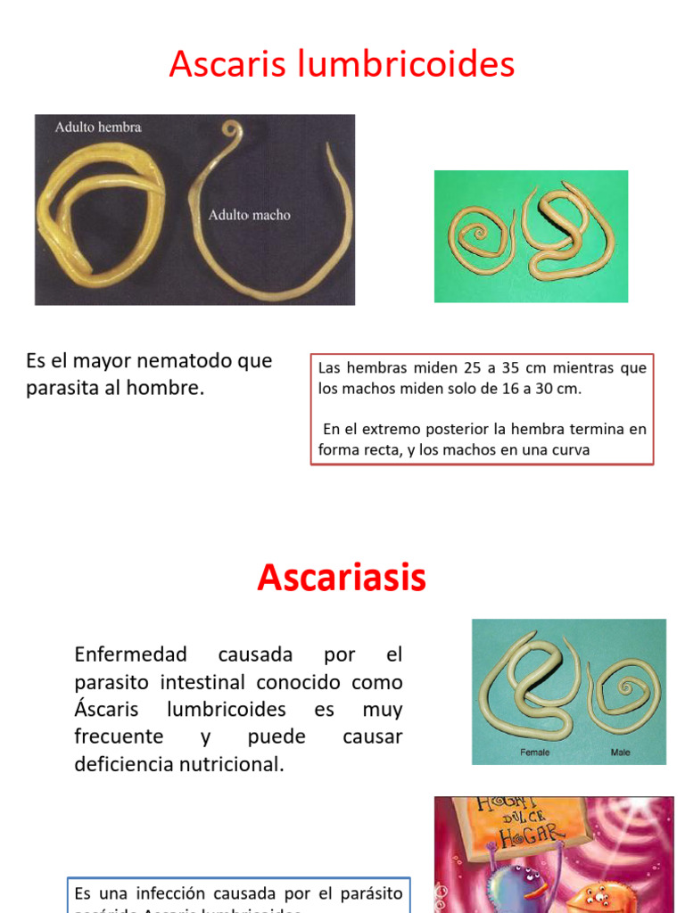ASCARIS | PDF