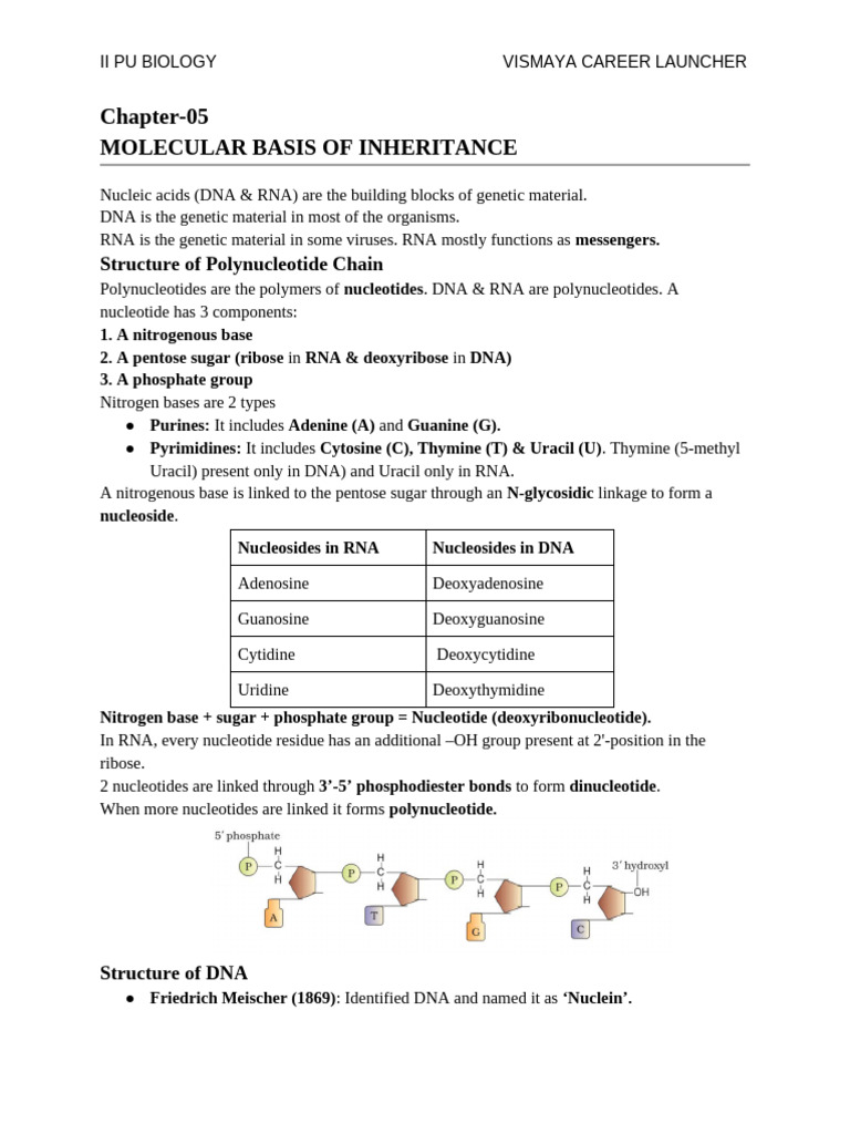 Molecular Basis of Inheritance | PDF | Operon | Dna