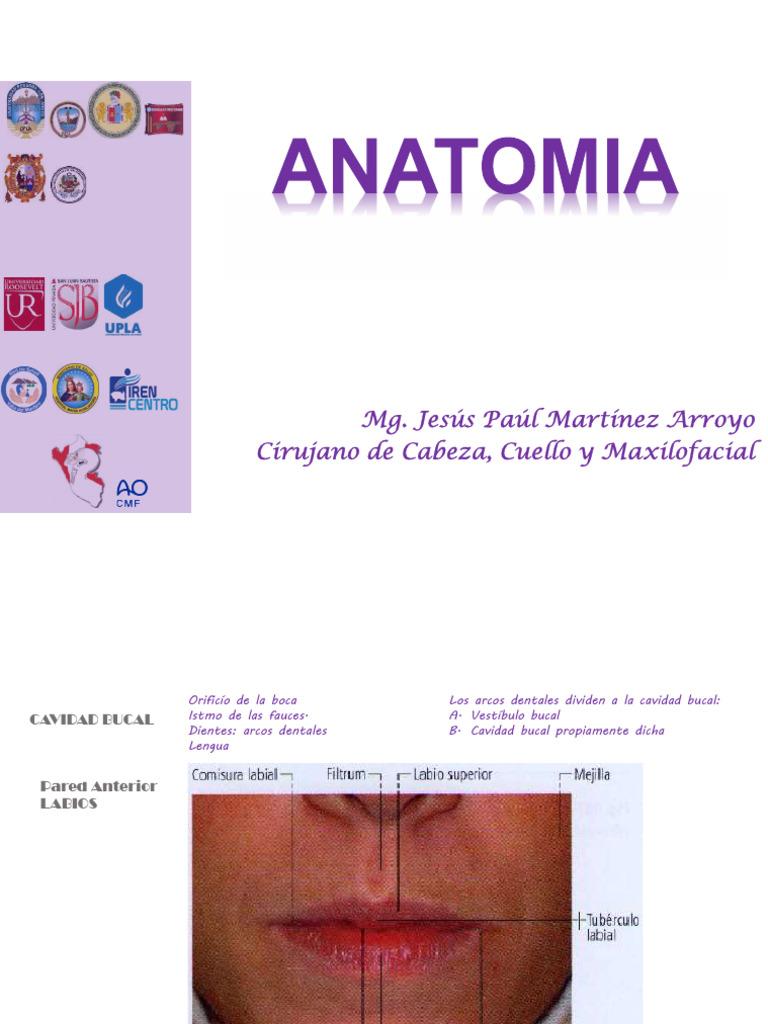 Anatomía de la Cavidad Bucal | PDF | Boca | Anatomía