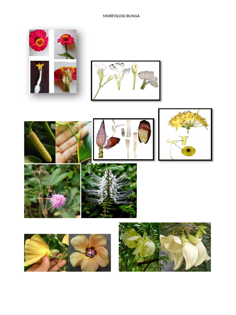 Morfologi Bunga | PDF