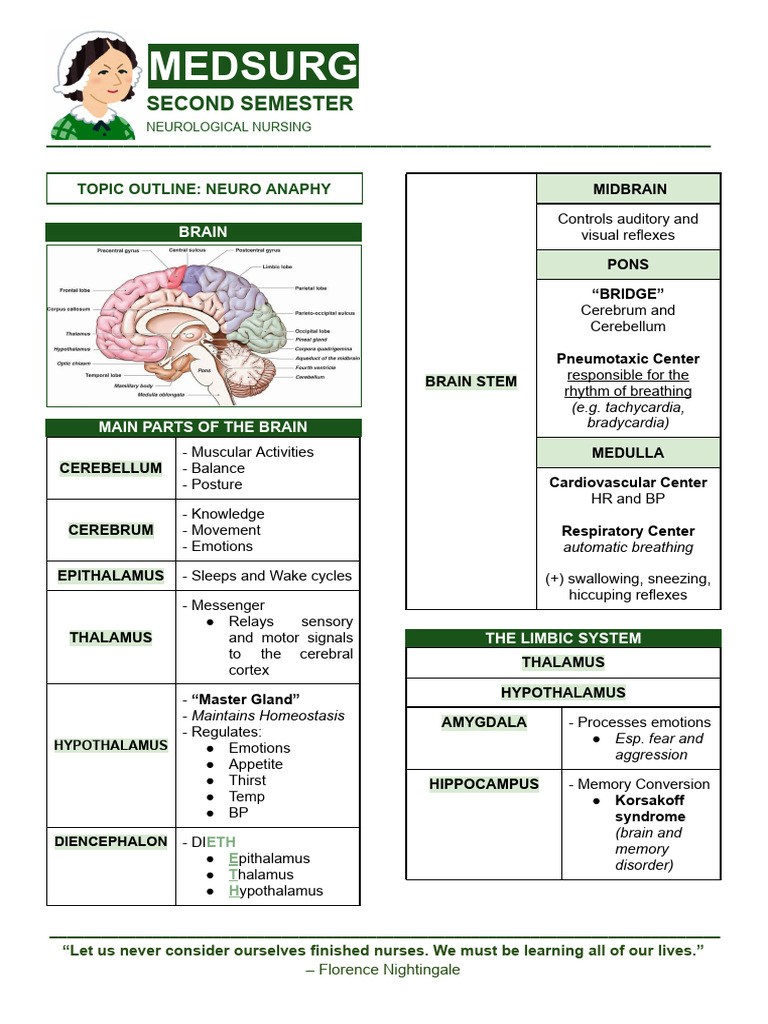 Neurology | PDF | Thalamus | Acetylcholine