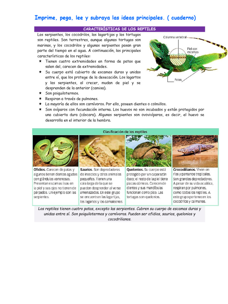 Actividad Características de Reptiles Unidad 5 | PDF | Mamíferos | Reptil