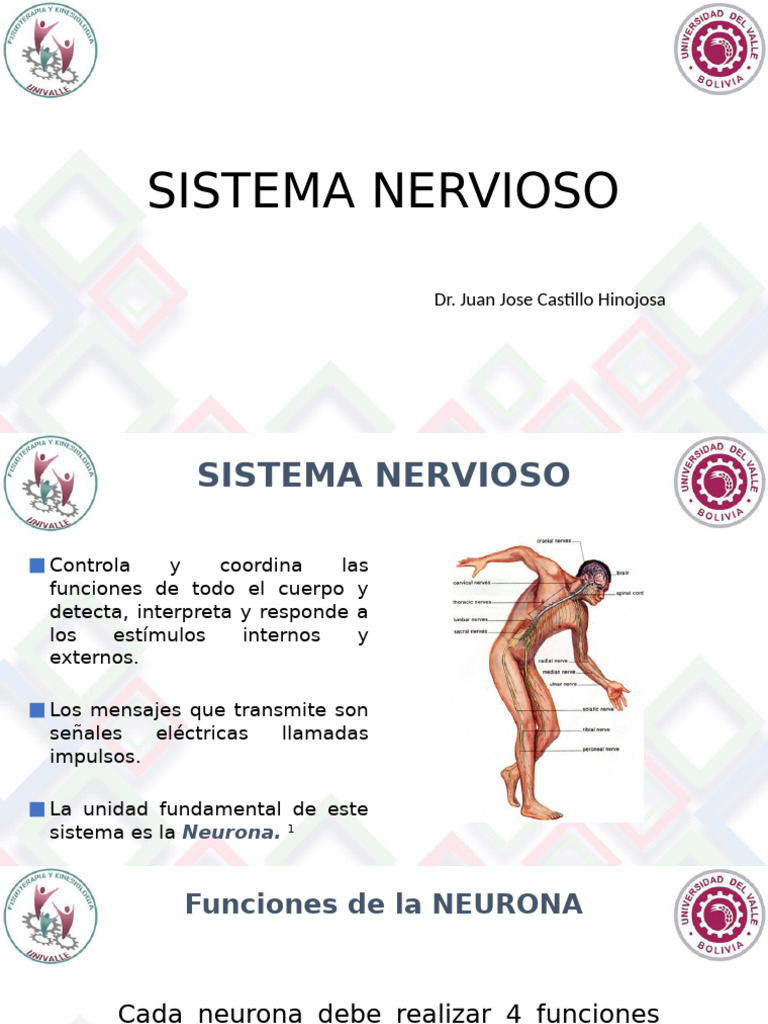 Sistema Nervioso | PDF | Cerebro | Neurona