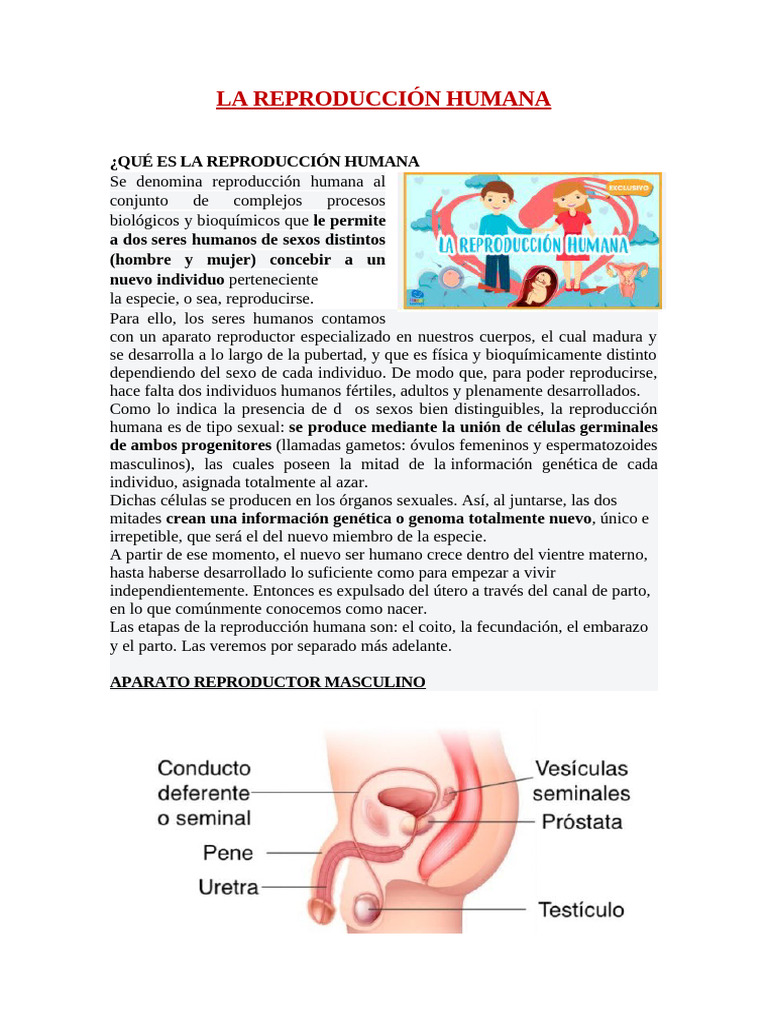 Proceso de la Reproducción Humana | PDF | Reproducción humana ...
