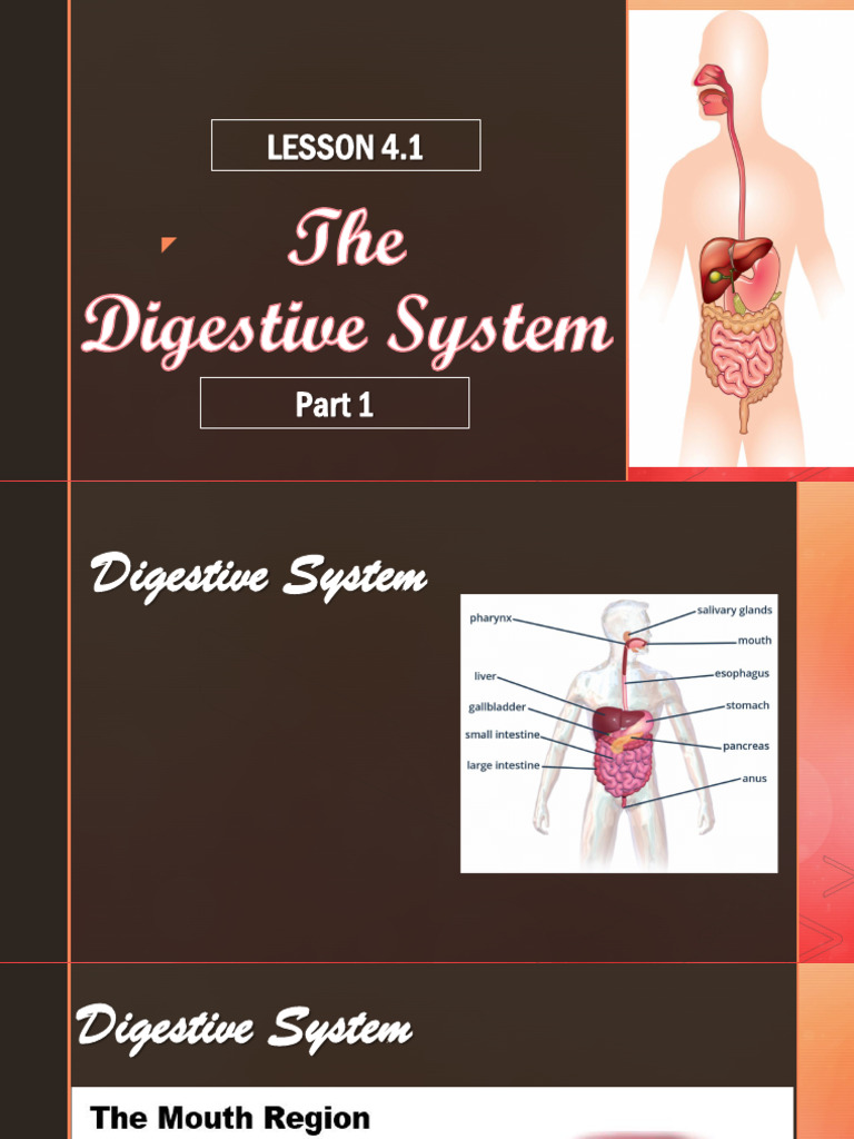Lesson 4.1 - The Digestive System PART 1 | PDF