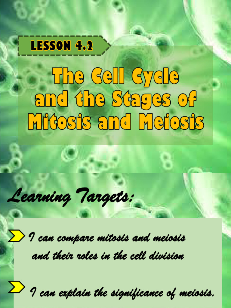 Lesson 4.2 - The Cell Cycle and Stages of Mitosis and Meiosis | PDF ...