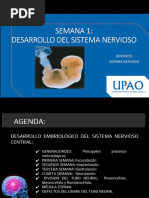Desarrollo Embrionario III Neurulación | PDF | Anatomía | Biología del ...