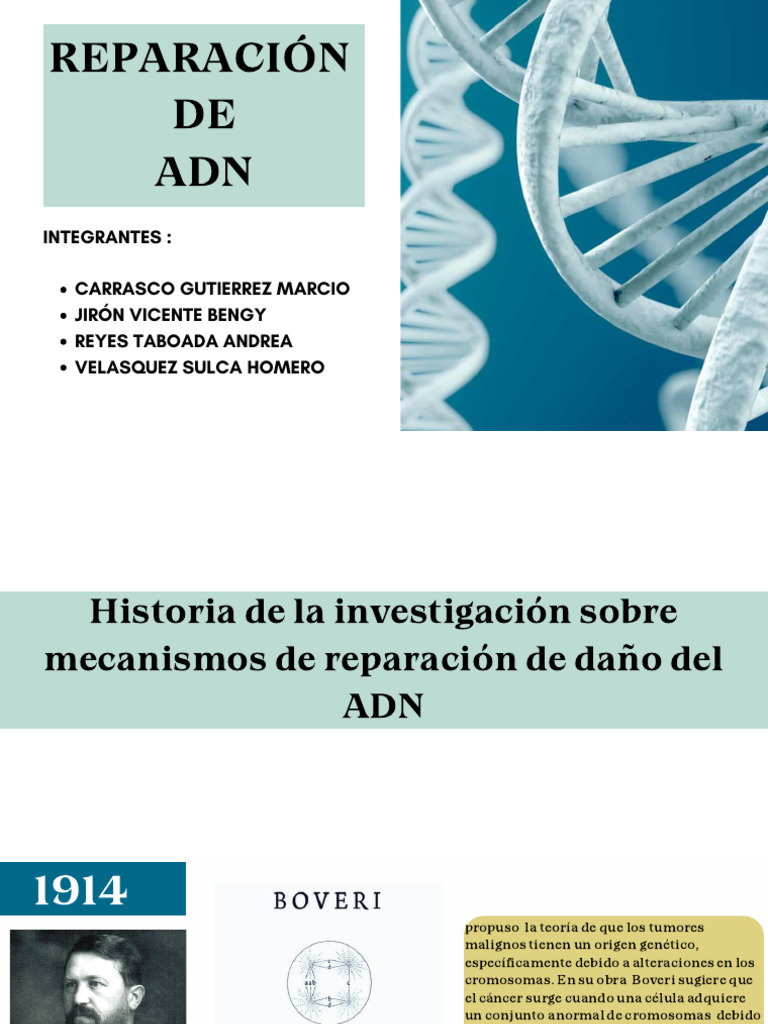 Seminario de ADN | PDF | Reparación de adn | Adn