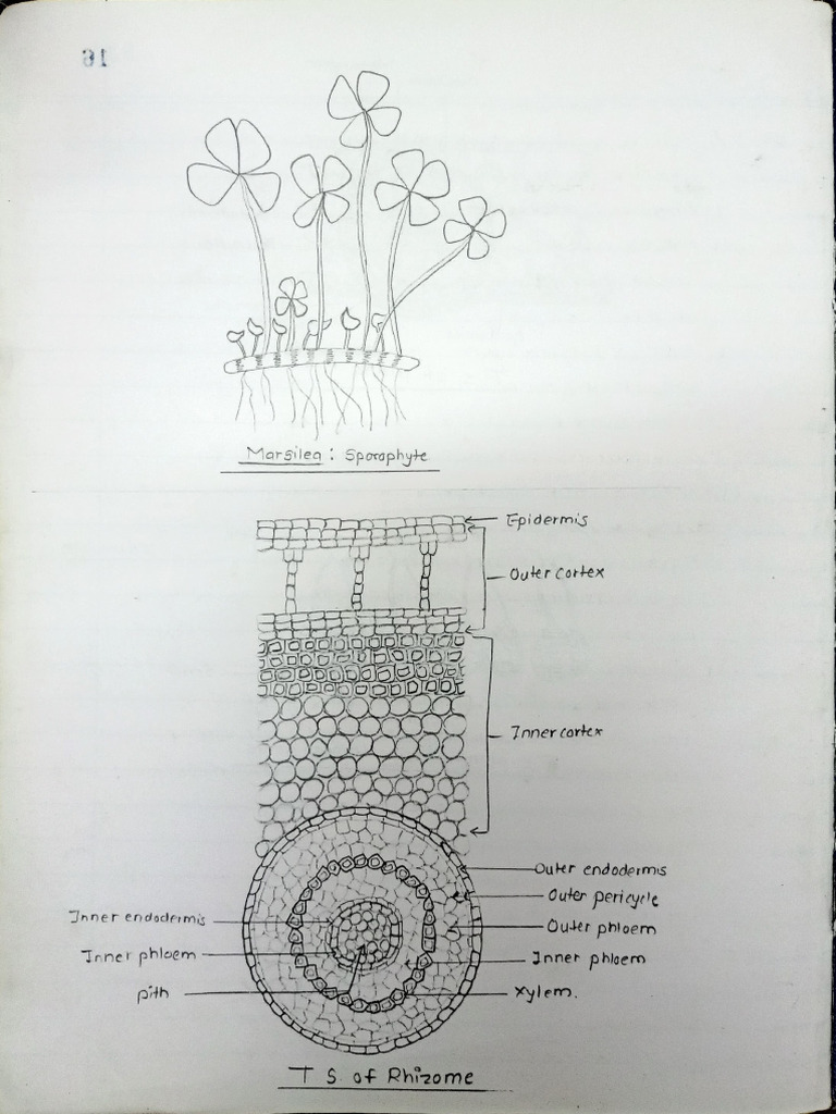 Anatomy and Classification of Marsilea | PDF | Plant Stem | Leaf