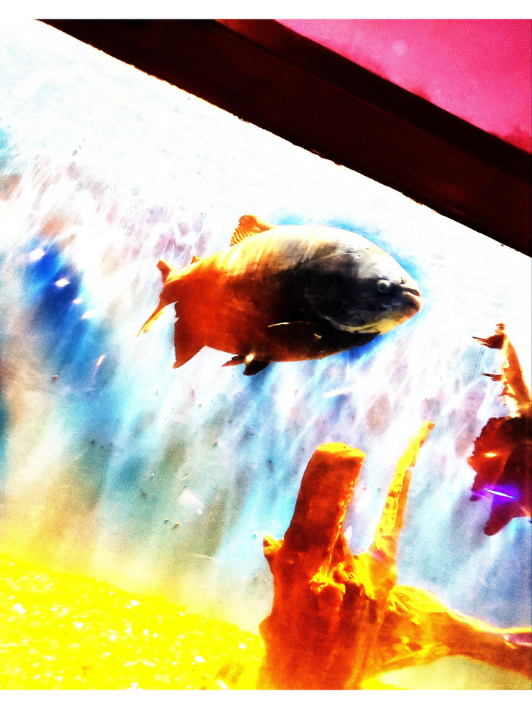 Pez Imagepixel | PDF