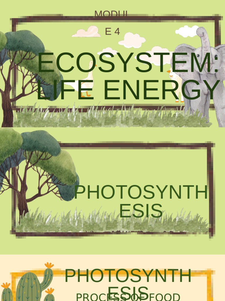 Photosynthesis and Cellular Respiration | PDF