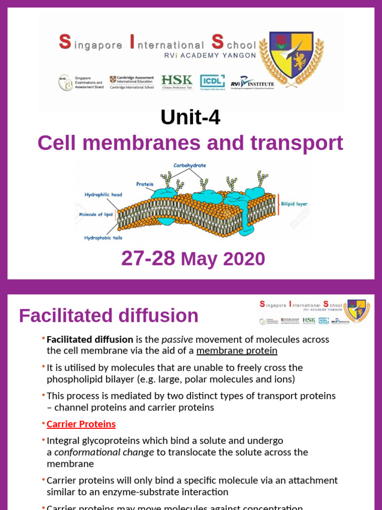SIS PPT (BIO) As - Cell Membranes and Transport.. | PDF | Cell Membrane ...