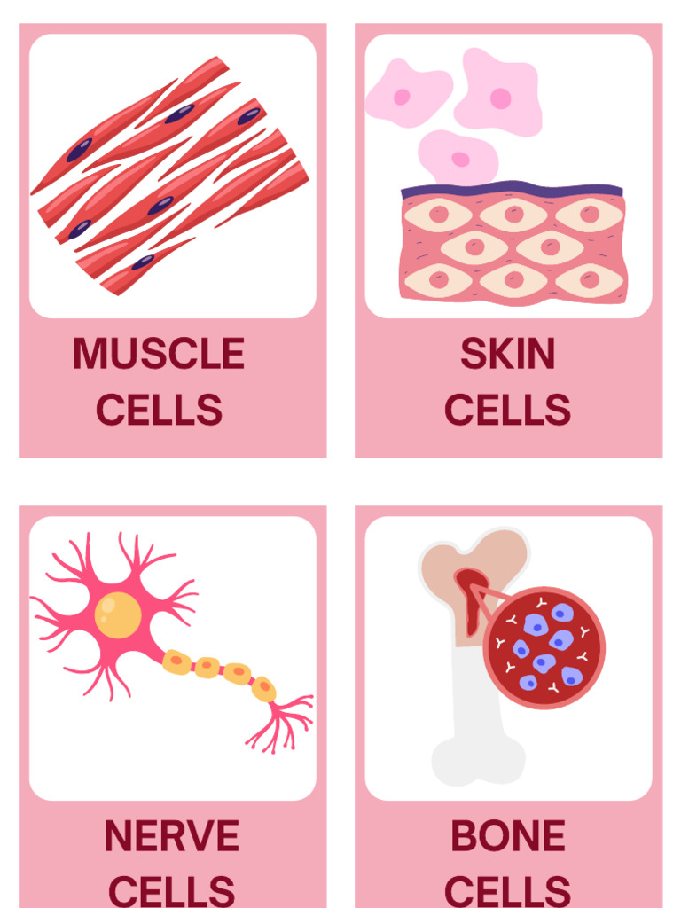 Cells Flashcard | PDF