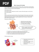BTEC Sport Cardiovascular System Guide | PDF | Heart | Artery