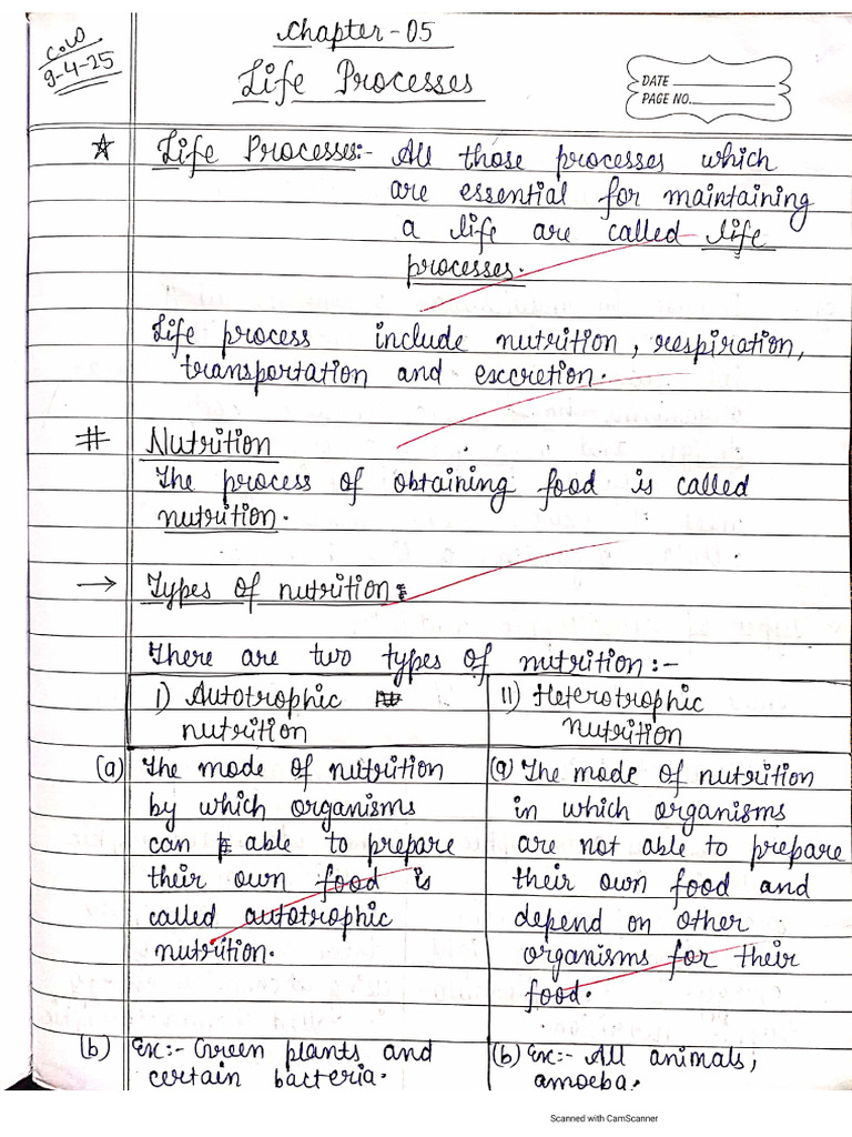 Life Processes Notes | PDF