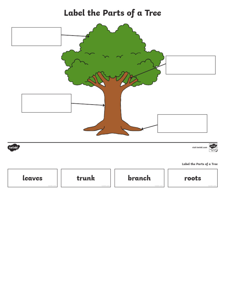 T TP 7501 Label The Parts of A Tree Activity Sheet | PDF