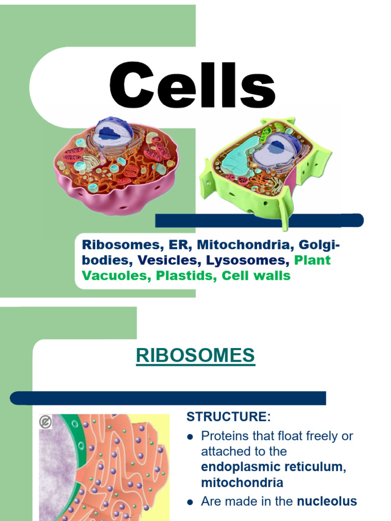 LFSC10 - 01.2 Ribosomes To Cell Walls | PDF | Endoplasmic Reticulum ...
