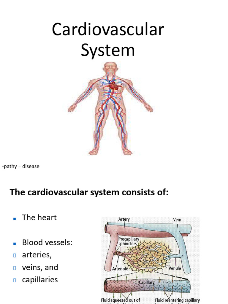 Cardiovascular System Overview and Terms | PDF | Heart | Cardiology