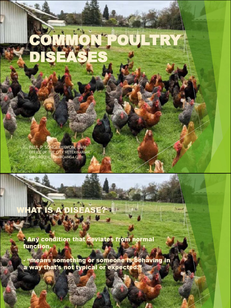 Overview of Common Poultry Diseases | PDF | Avian Influenza | Influenza