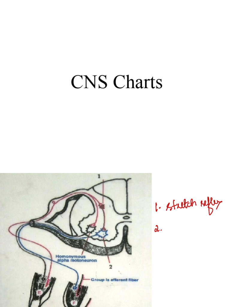 CNS Charts PDF | PDF